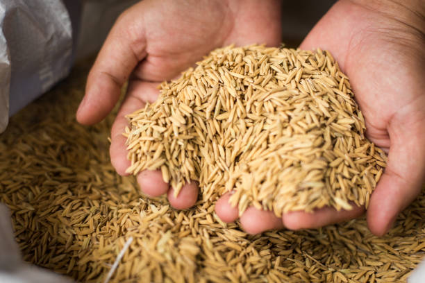 Rice Paddy - Long Grain